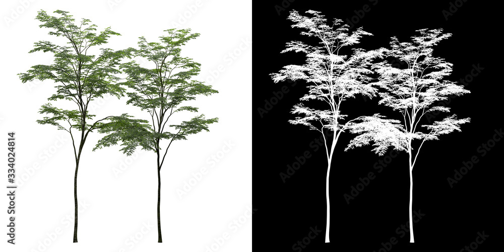Left view of tree (Forest) png with alpha channel to cutout made with ...