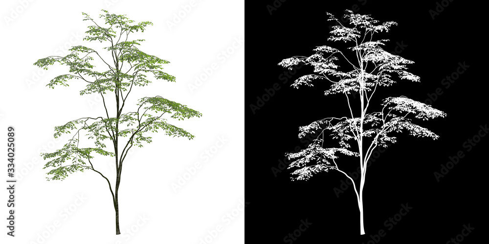 Left view of tree (Forest) png with alpha channel to cutout made with ...