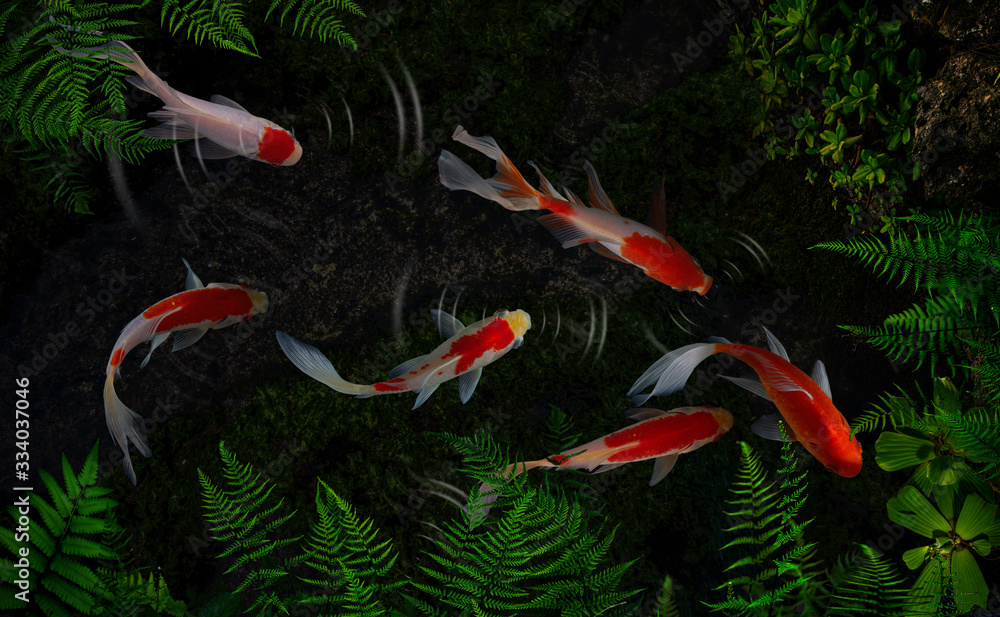 Koi fish on the surface water swimming in the pond garden enjoy feed ...