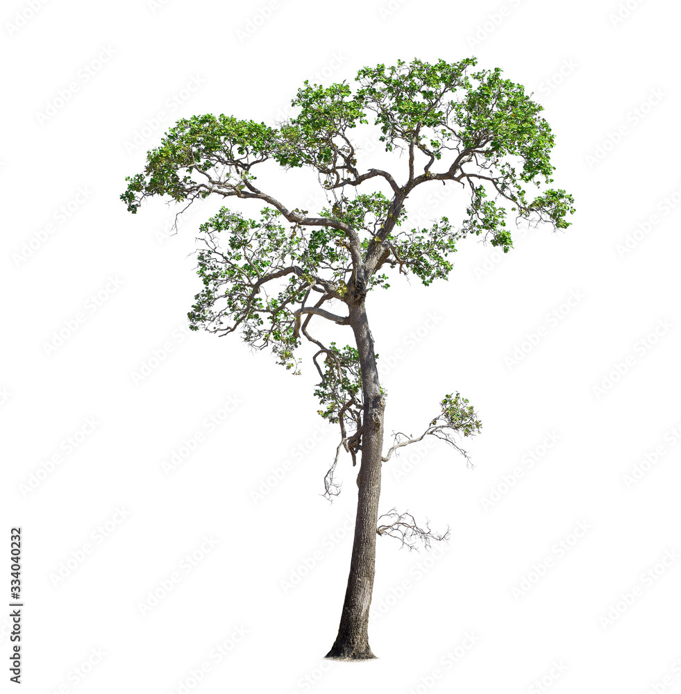 Parinari anamensis Hance. Large tree trunk curved dark have some leaves ...