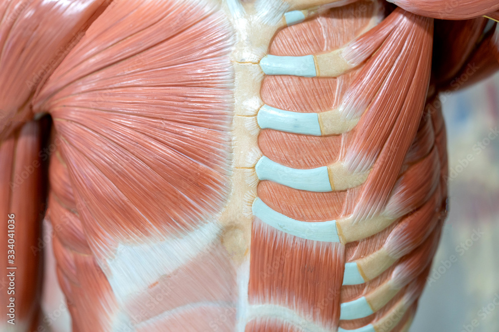 Human chest muscle for anatomy and physiology education. Stock Photo ...