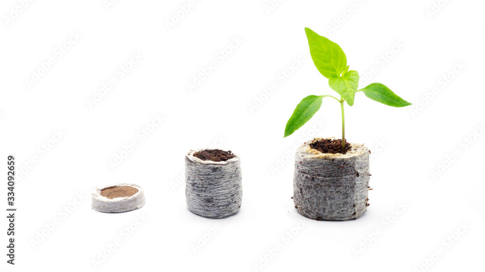 Fotka „Photo of the growth stages of a young plant. How to use a peat ...