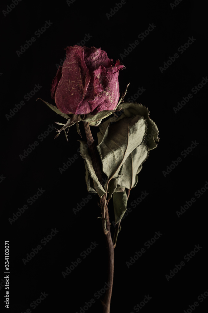 Withered flower. Withered flowers on black background. Dried flowers ...