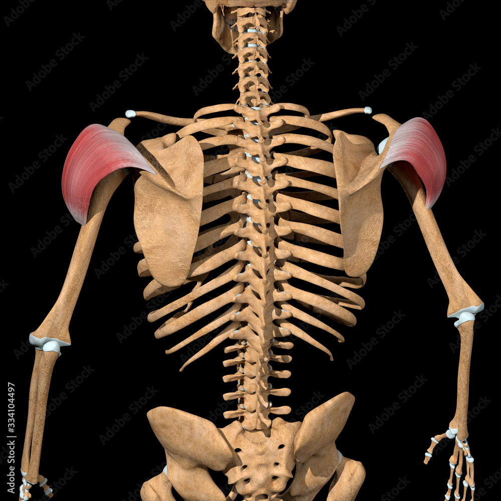 3d Illustration of the Posterior Head of Deltoid Muscles Back View ...