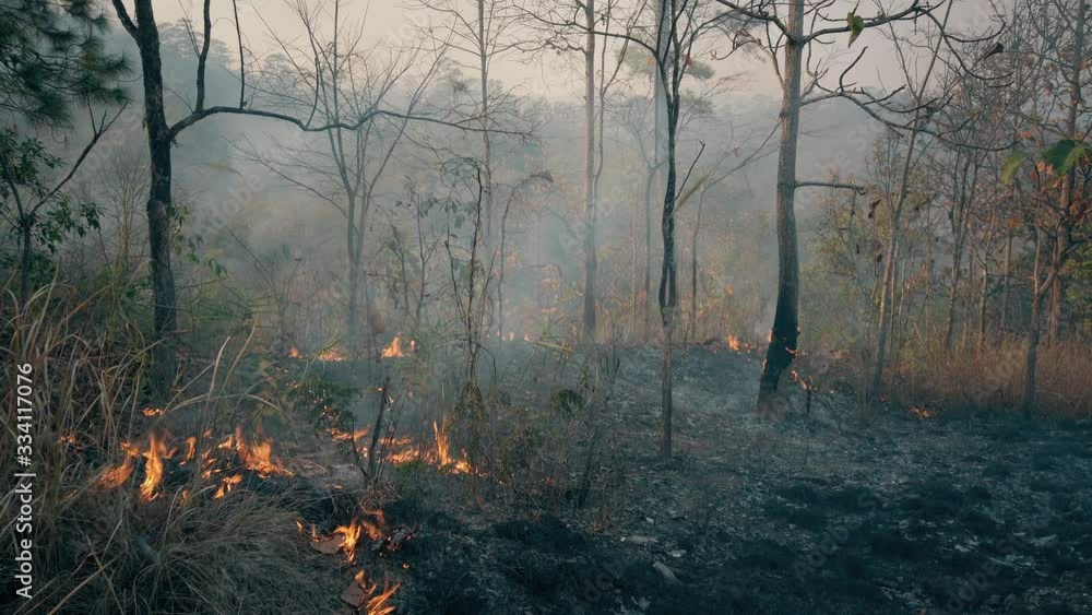 Climate crisis. Flame and smoke in national park. Destruction of ...