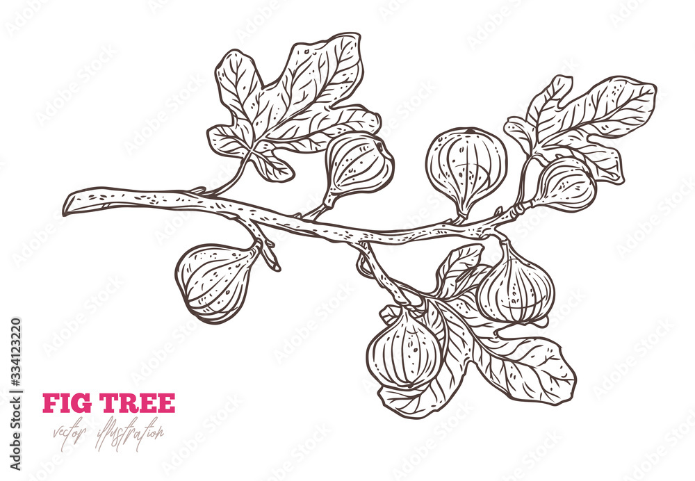 Hand drawn fig tree branch. Doodle vector hand drawn illustration Stock ...