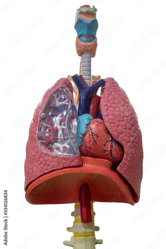 Artificial model of Lung in medical student classroom on white ...