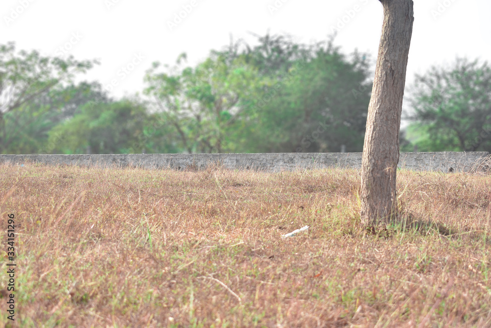 The trunk is the most important part of the tree for timber production ...