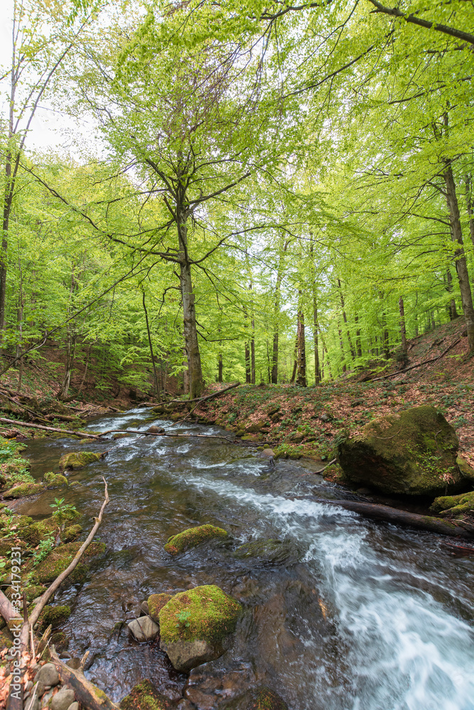 rapid water flow among the forest. trees in fresh green foliage ...