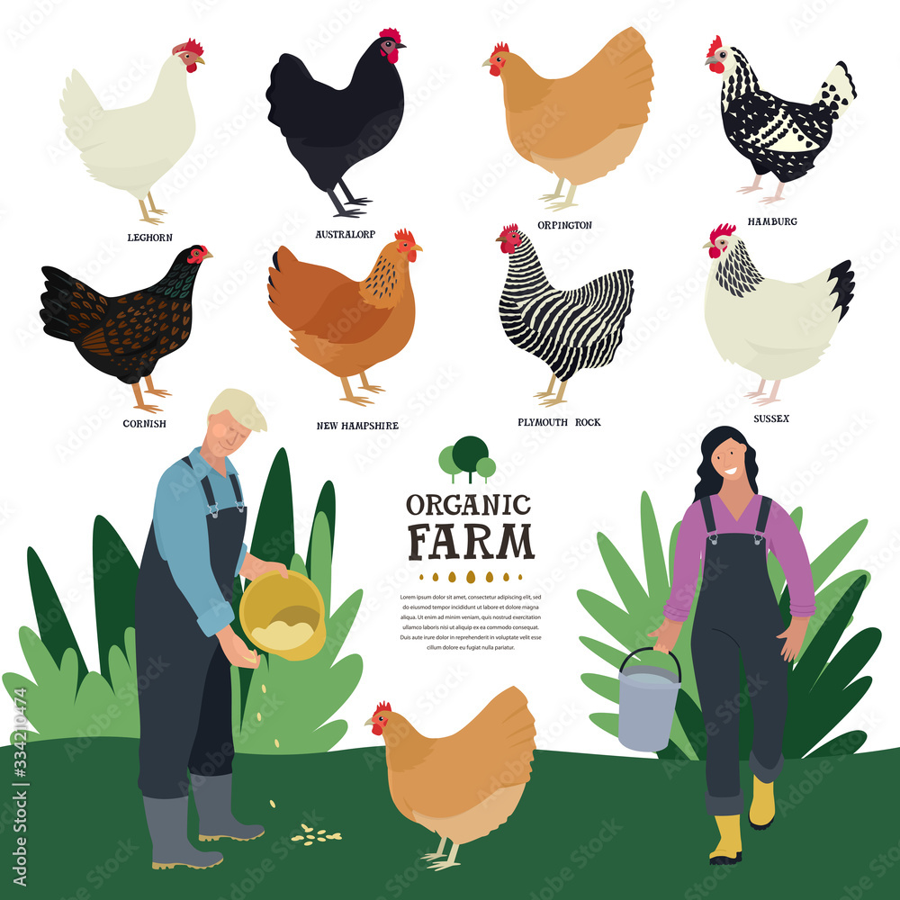 Set of eight breeds of domestic chicken Flat vector illustration of two ...