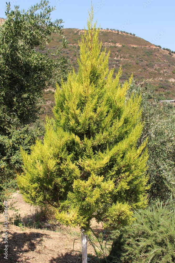 Lemon Cypress Shrub