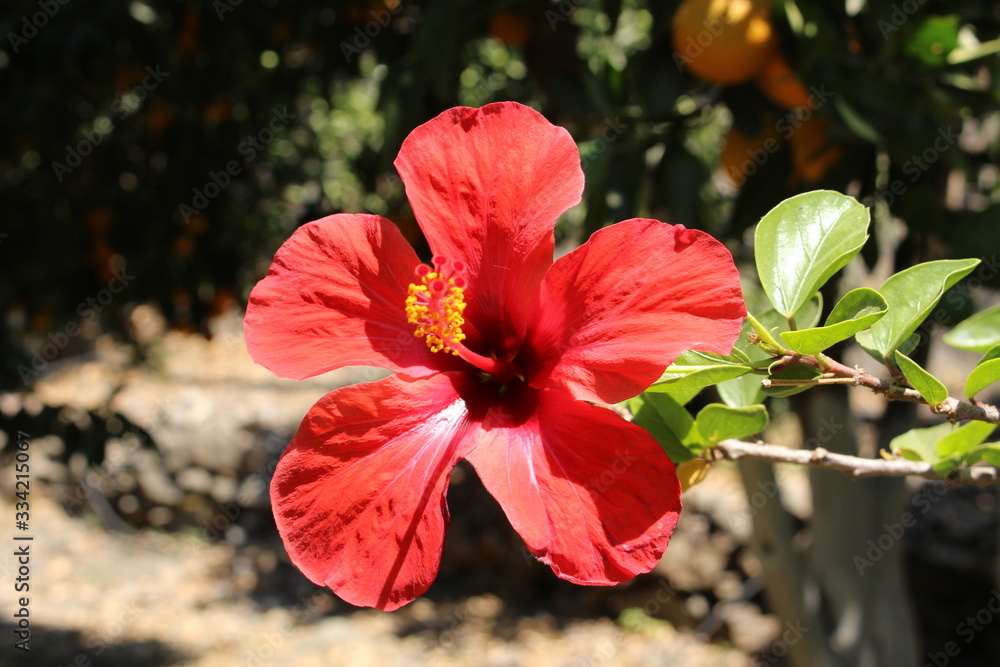 Jamaica National Flower Hibiscus