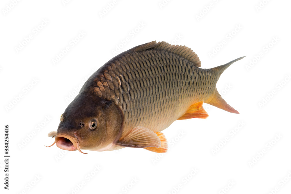 The common carp or European carp (Cyprinus carpio) is a widespread ...