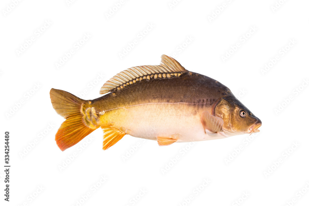 Mirror carp are a type of fish, commonly found in Europe. The name ...