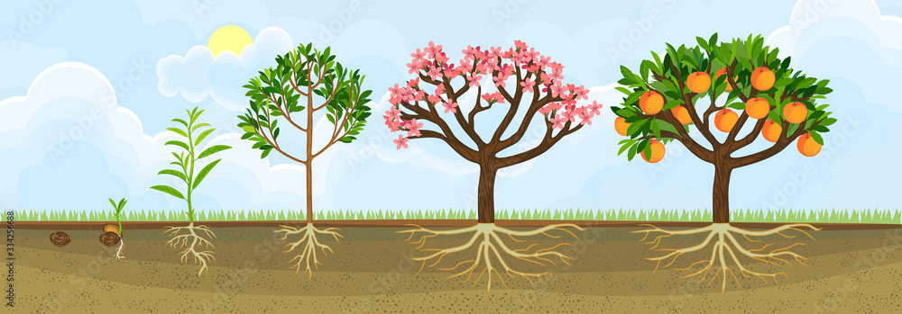 Life cycle of peach tree. Growth stages from seeding to flowering and ...