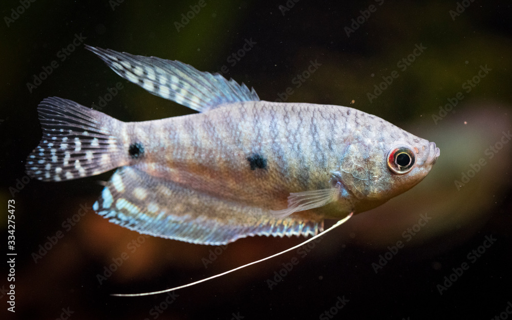 Three Spot Gourami