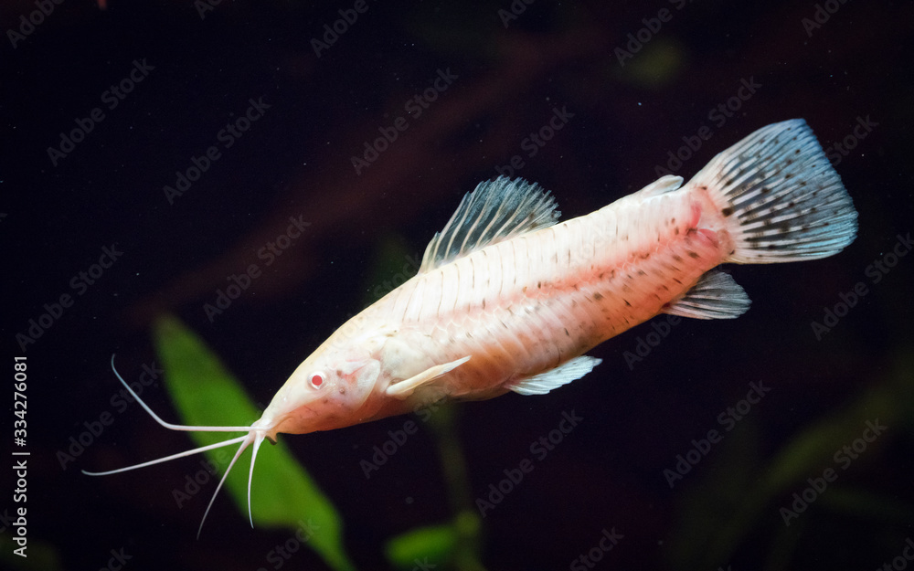 An albino spotted hoplo (Megalechis thoracata) female swimming in an ...