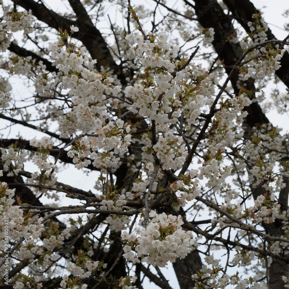 Merisier ou cerisier des oiseaux (Prunus avium), grand arbre d'ornement ...