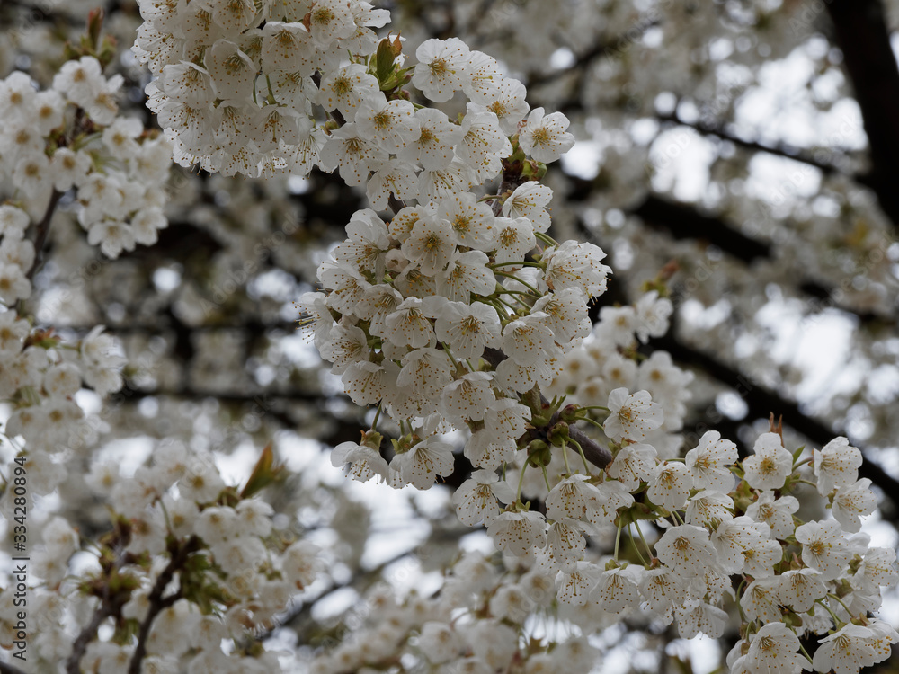 Foto Stock Merisier ou cerisier des oiseaux (Prunus avium), grand arbre ...