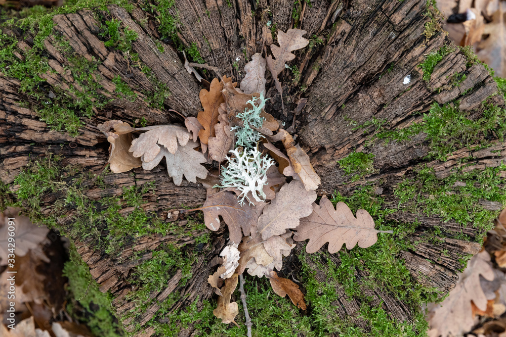 Nature landscape of autumn, Dry leaves on a tree stub, road to grotto ...