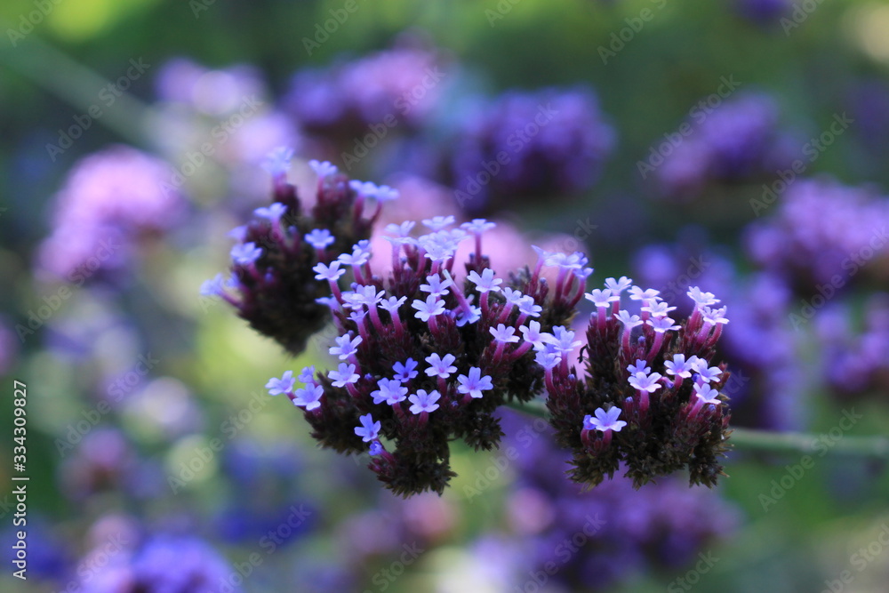 "Argentinian Vervain" flowers (or Purpletop Vervain, Clustertop Vervain ...