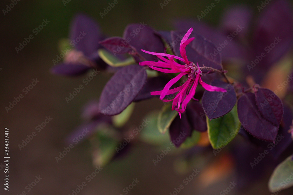 Plum Delight Loropetalum