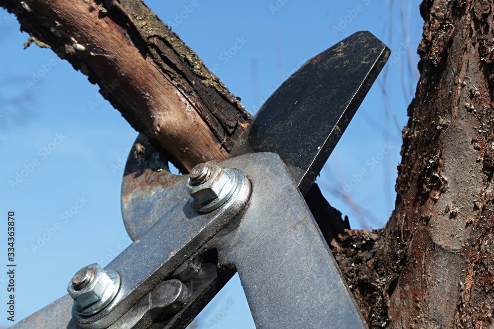 Jaws of garden loppers pliers cutting dry branch of pear fruit tree ...