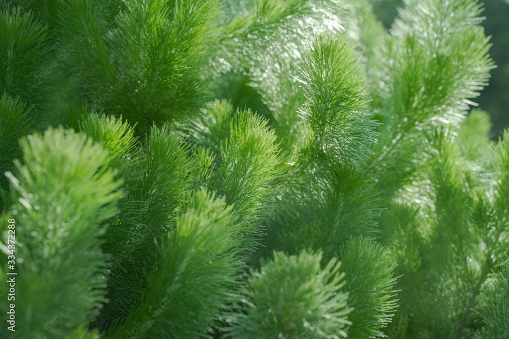 Albany Woolly Bush "Adenanthos sericeus" Close up detail of plant ...