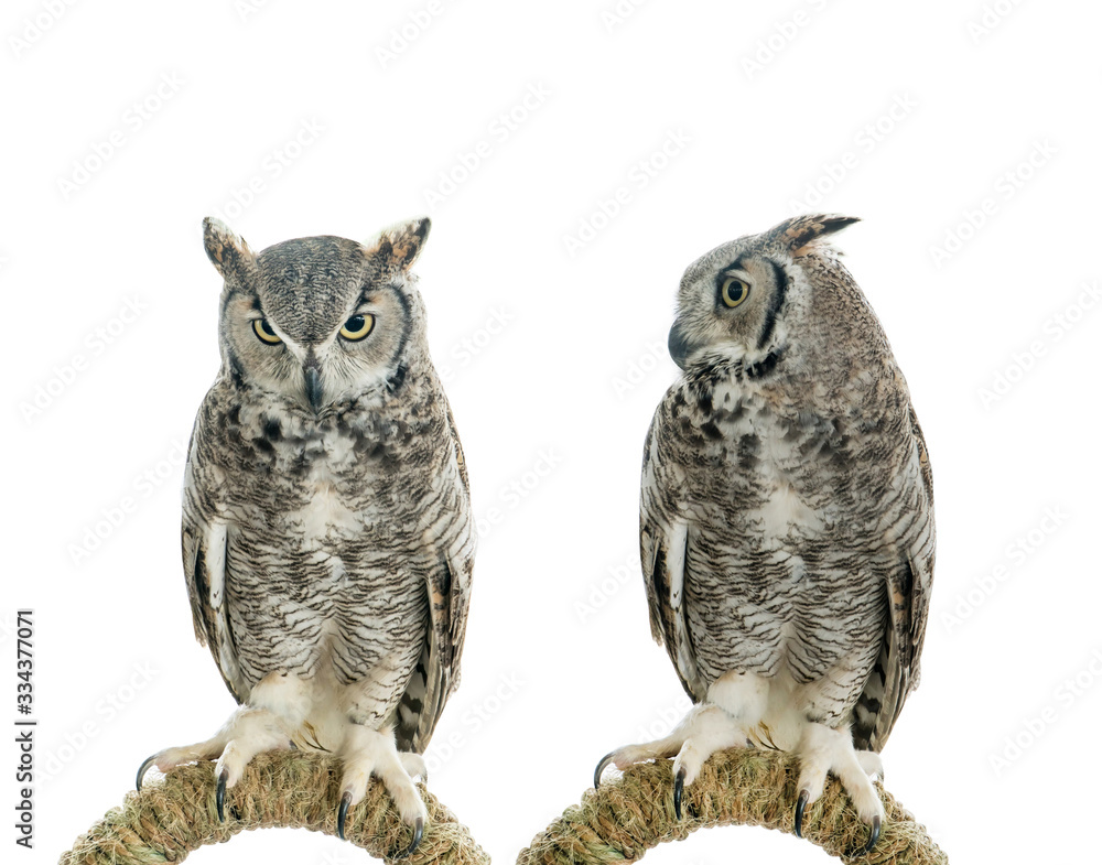 Owl bird animal isolated on white background. Two front and side view ...