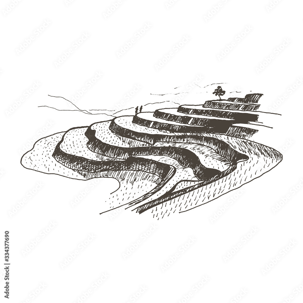 Rice Fields with Agricultural Crop Growing Landscape Vector Sketched ...