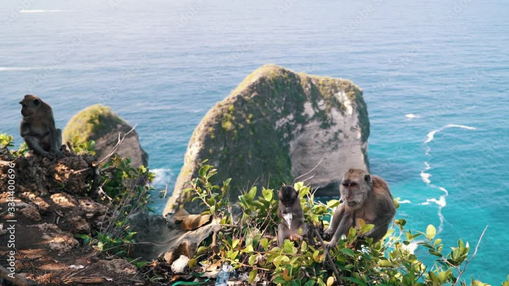 A wild monkey sits on the mountain Kelingking Beach on Nusa Penida ...