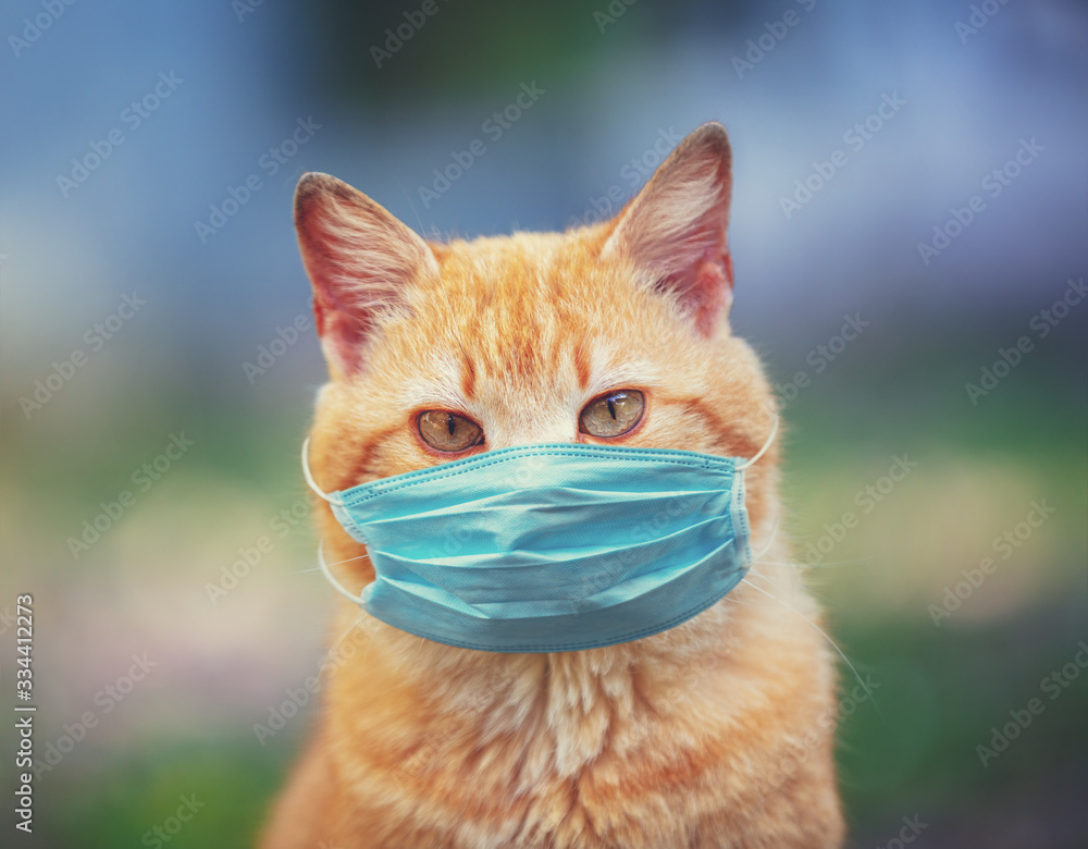 Portrait of a ginger cat. The cat in the medical face mask (respirator ...