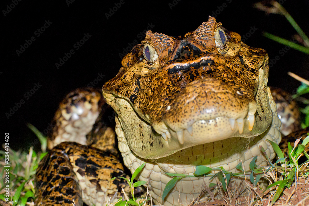 Spectacled Caiman, White Caiman, Common Caiman, Caiman crocodilus ...