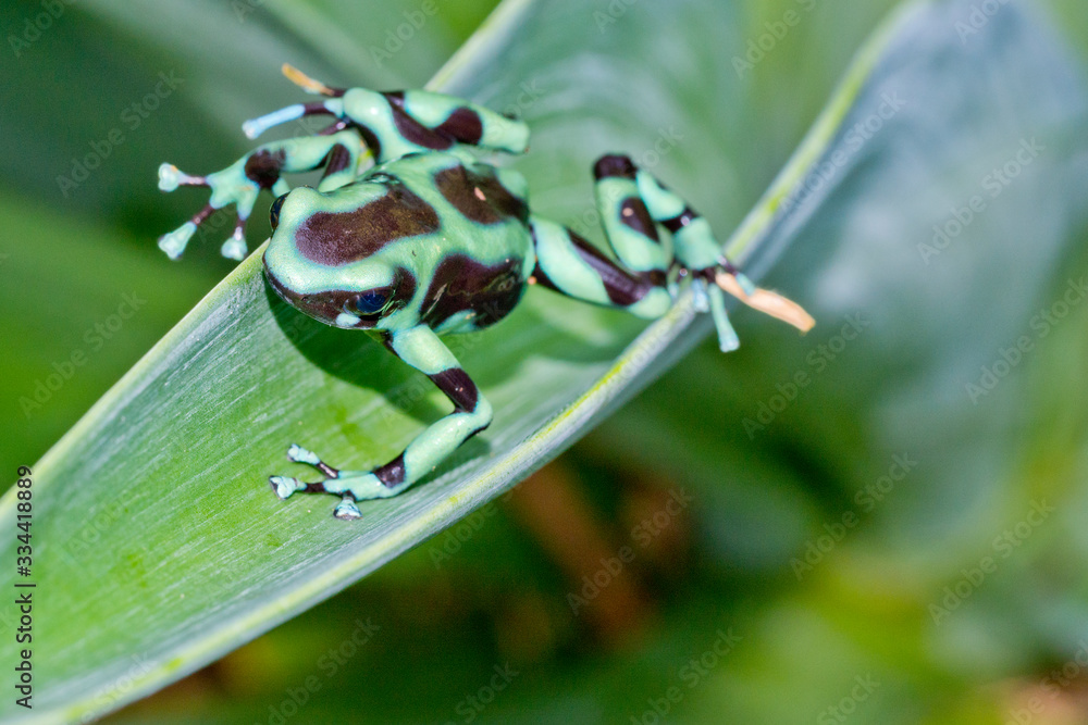 Green and black poison dart Frog, Dendrobates auratus,Tropical ...