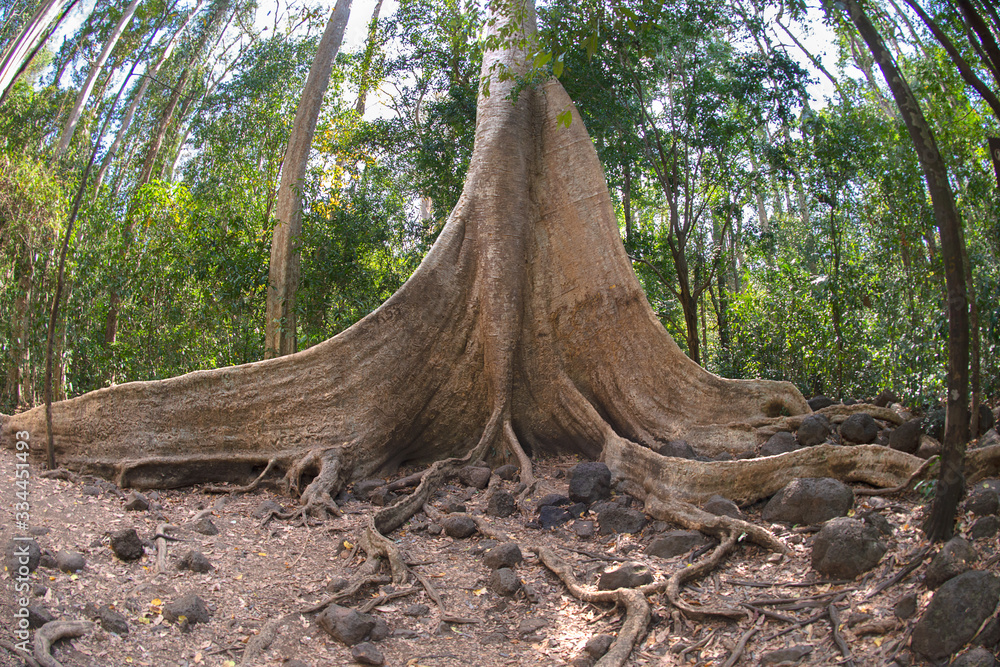 Giant Tung Tree in the Cat Tien Nationalpark in the south of Vietnam ...