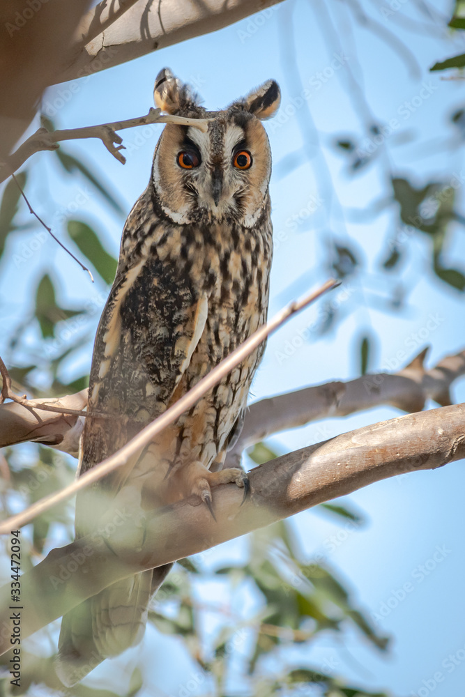 Long eared Owl in its habitat rare in middle east Stock Photo | Adobe Stock