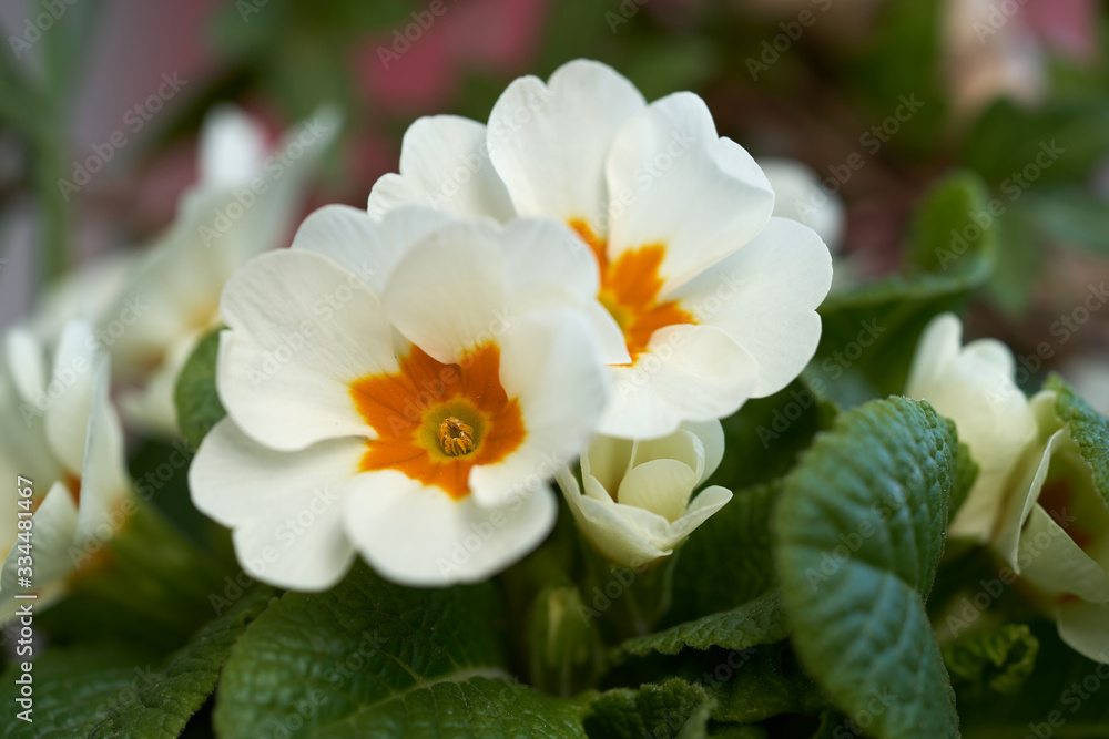 Detail of flower of Primula vulgaris. Commonly known as primrose ...