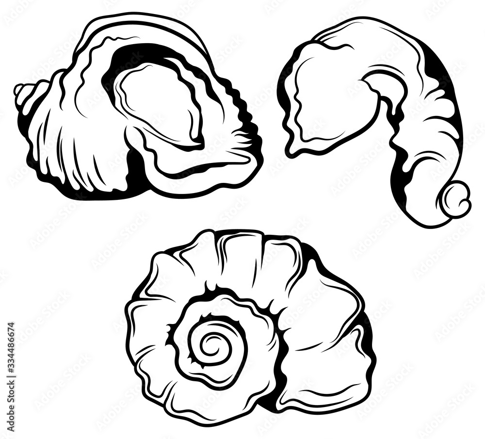 Set of seashells. Collection of various mollusk sea shells. Vector ...