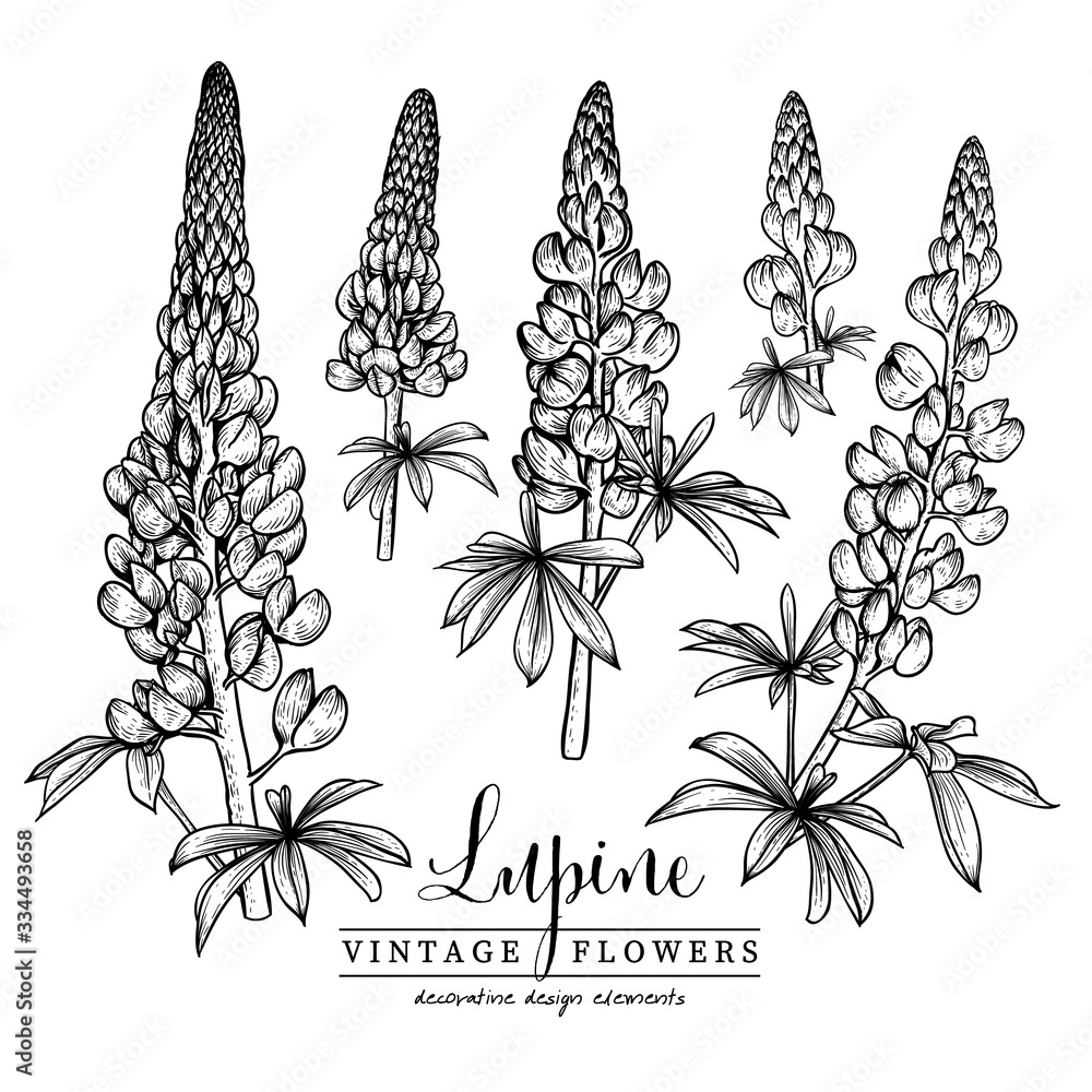Sketch Floral decorative set. Lupin flower drawings. Black and white ...