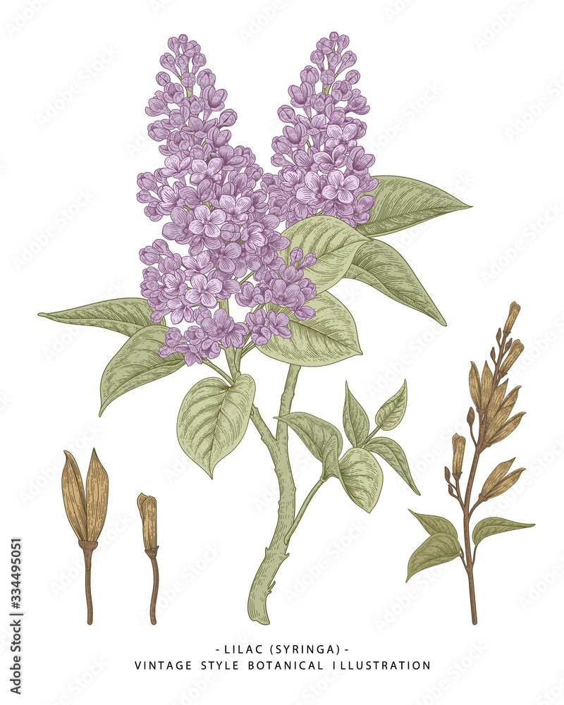 Sketch Floral decorative set. Lilac (syringa) flower drawings. Black ...