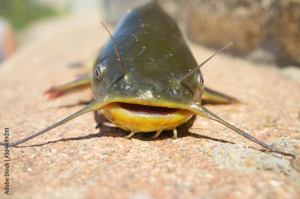 Black bullhead or black bullhead catfish, Ameiurus melas out of water ...