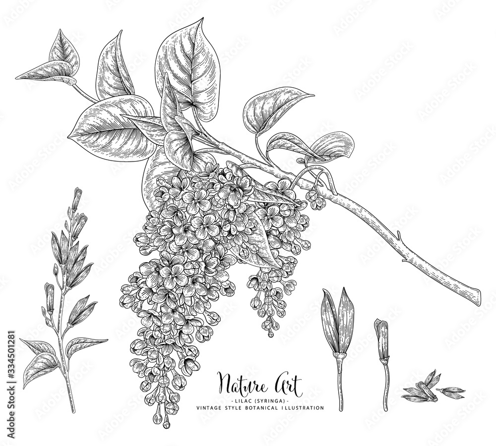 Sketch Floral decorative set. Lilac (syringa) flower drawings. Black ...