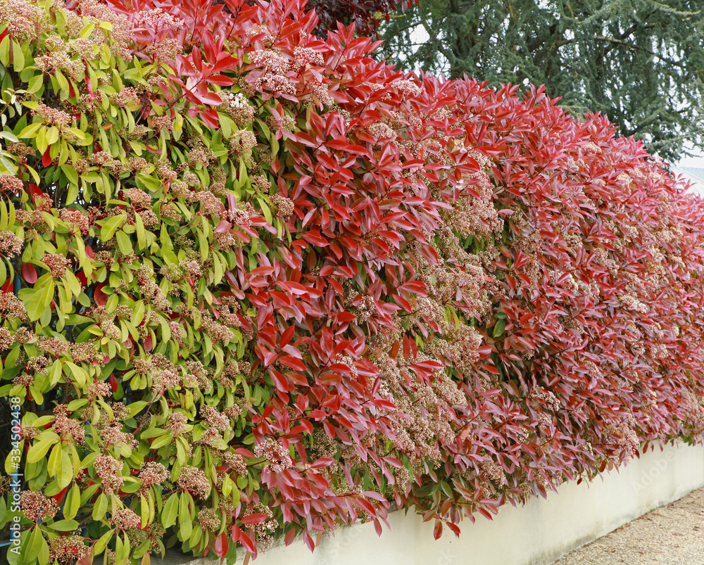 Haie de Photinia red robin au printemps Stock Photo | Adobe Stock