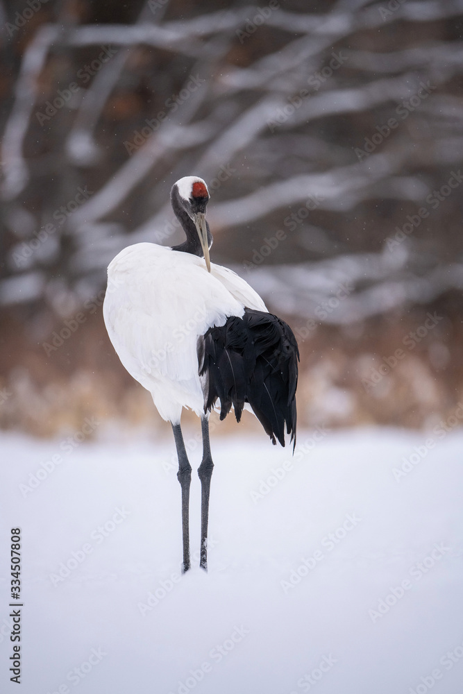 The Red-crowned crane, Grus japonensis The bird is standing in ...