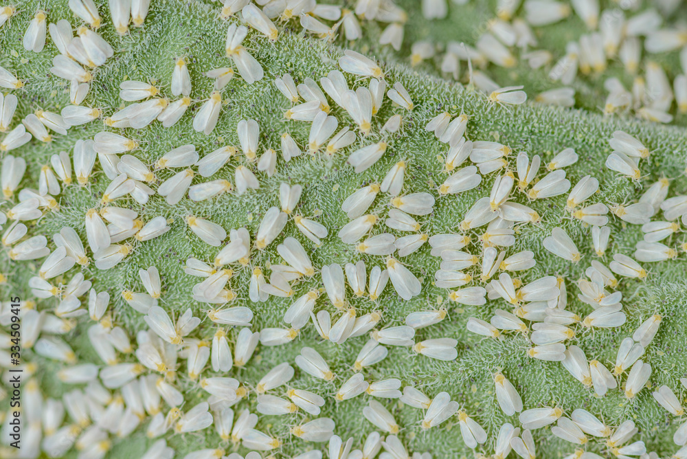 Whiteflies on Tomato plants, Accumulation of white flies, Trialeurodes ...