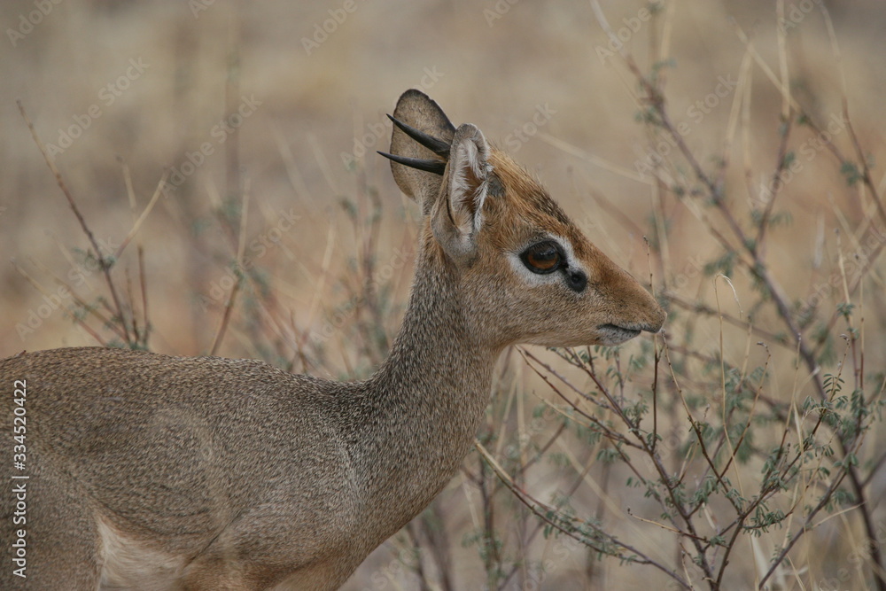 A dik dik ,smallests antelope in the wild, showing the pre orbital ...