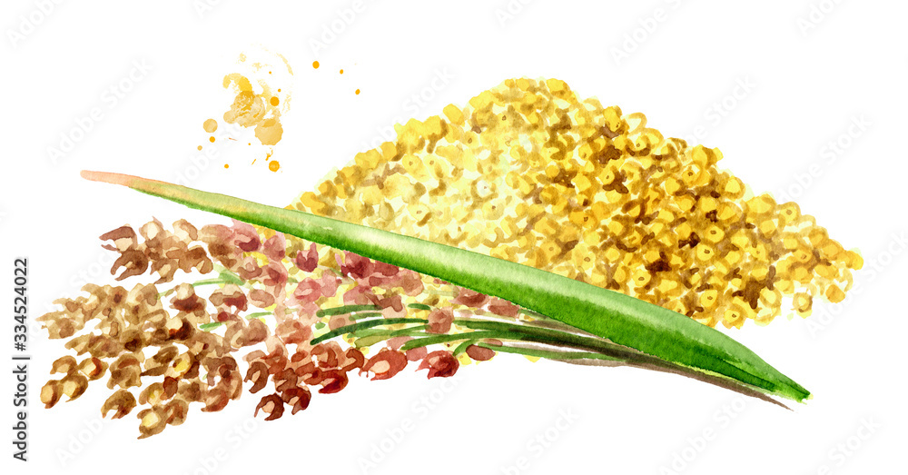 Dry millet grains with ears of millet. Hand drawn watercolor ...