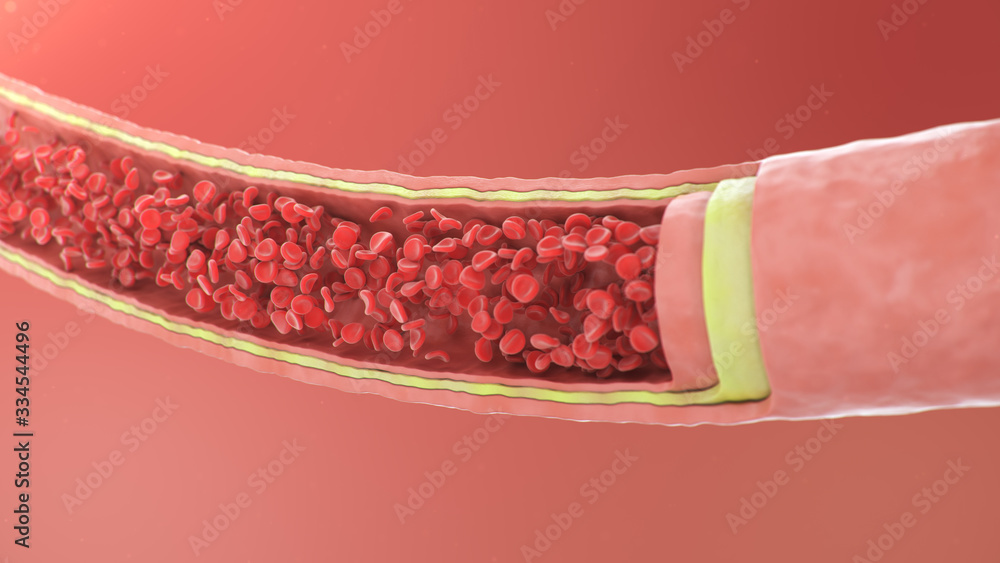 Cross section artery view. Red blood cells inside an artery, vein ...