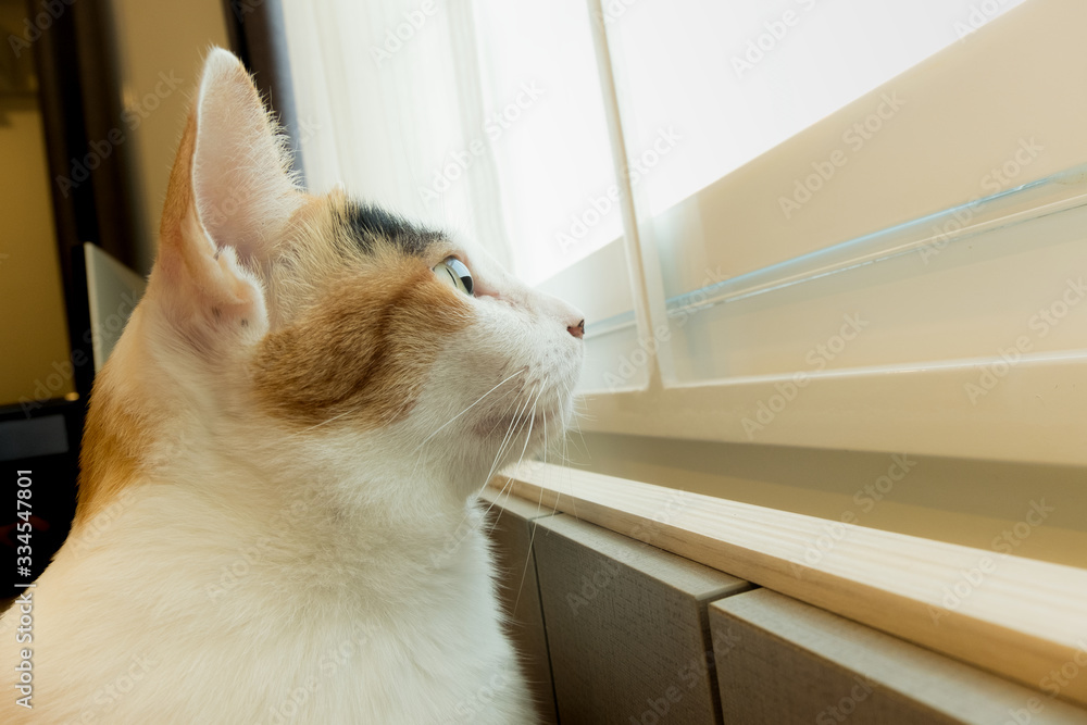 Cats are staring out the window, looking for its owner. Stock Photo ...