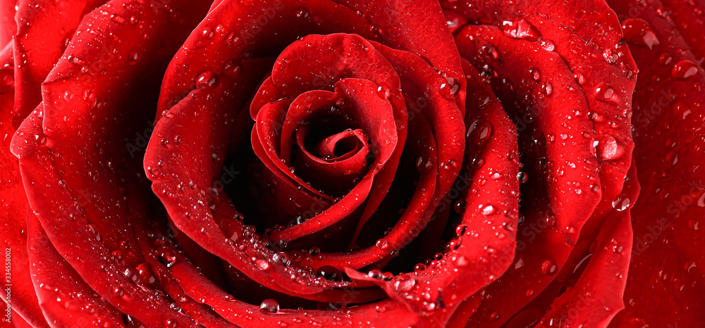 Water Drops On Roses Wallpaper
